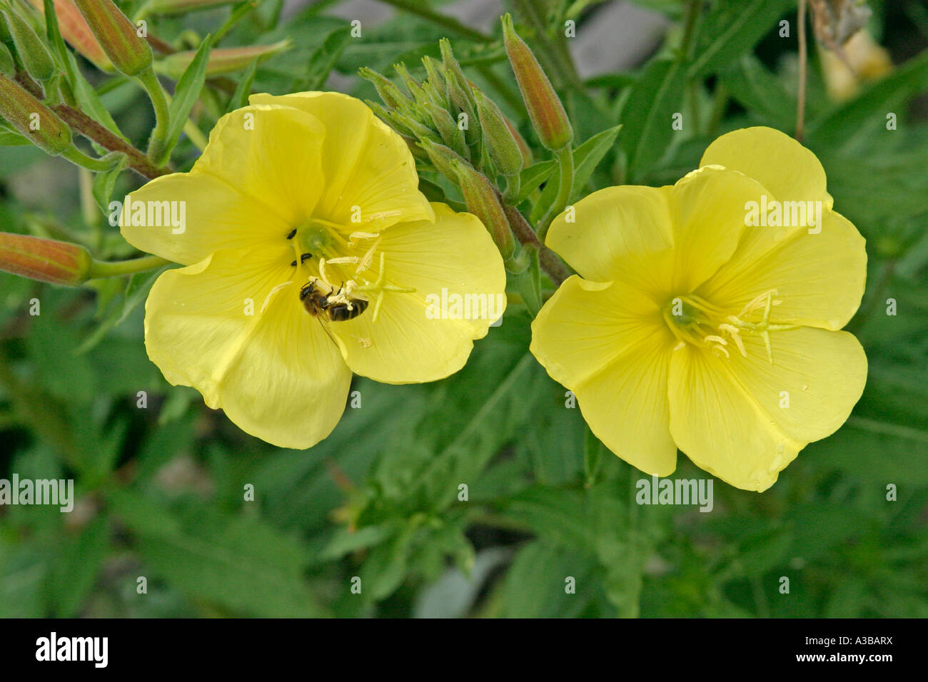 Evening primrose plant in flower Stock Photo - Alamy