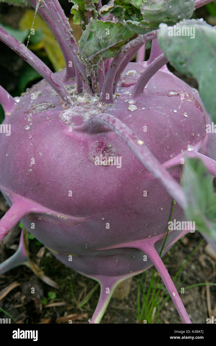 Kohl plant hi-res stock photography and images - Alamy