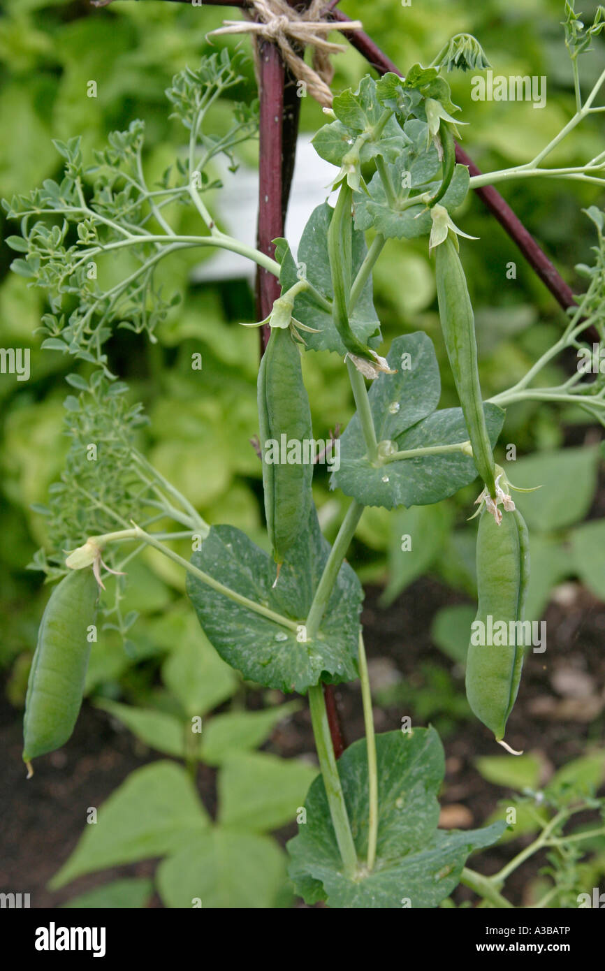 Pea parsley showing edible tendrils Stock Photo - Alamy