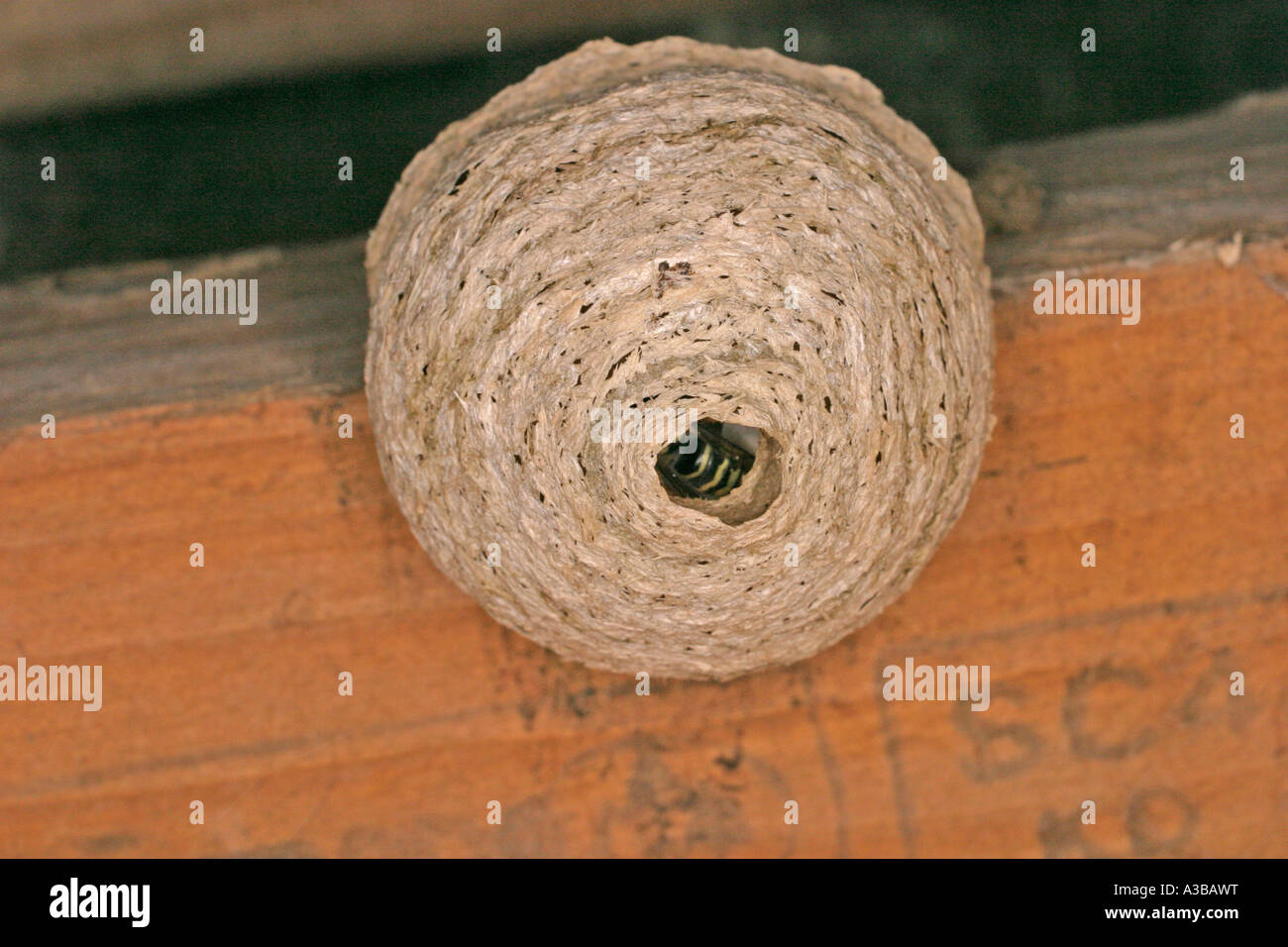 Dolichovespula media social wasp nest in barn showing entrance Stock ...