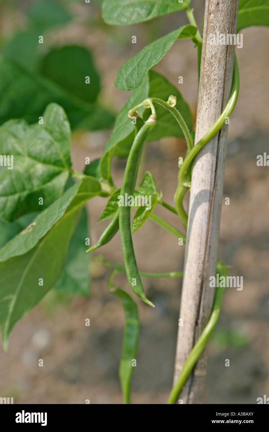 Climping french bean Hunter showing developing pods Stock Photo - Alamy