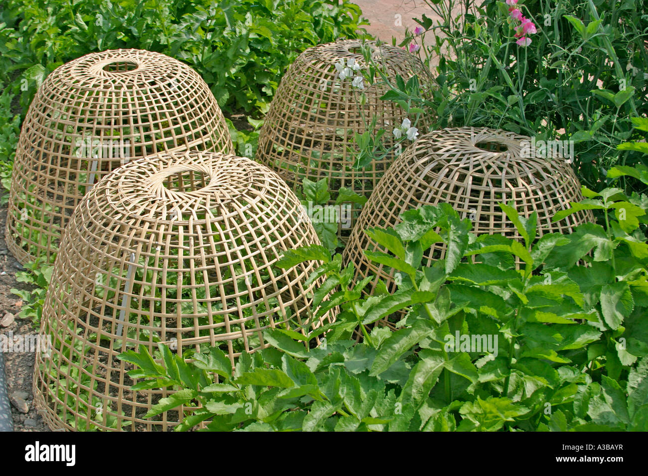 Plant protection decorative split cane protection for brassicas Stock ...