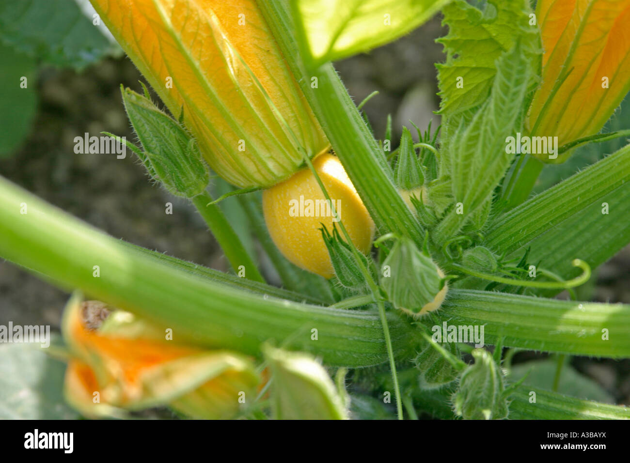 Courgette one ball a spherical yellow variety Stock Photo - Alamy