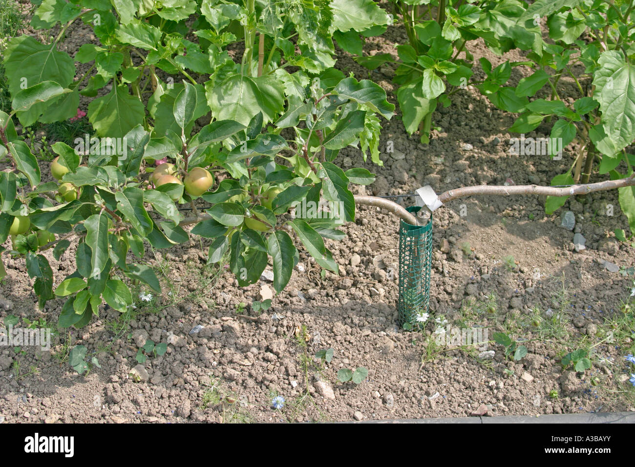 Stepover fruit hi-res stock photography and images - Alamy