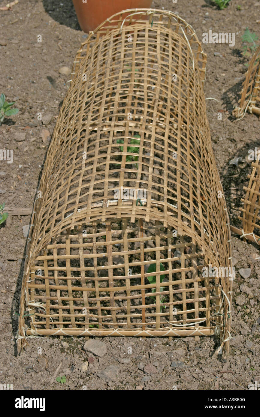 Split cane hi-res stock photography and images - Alamy