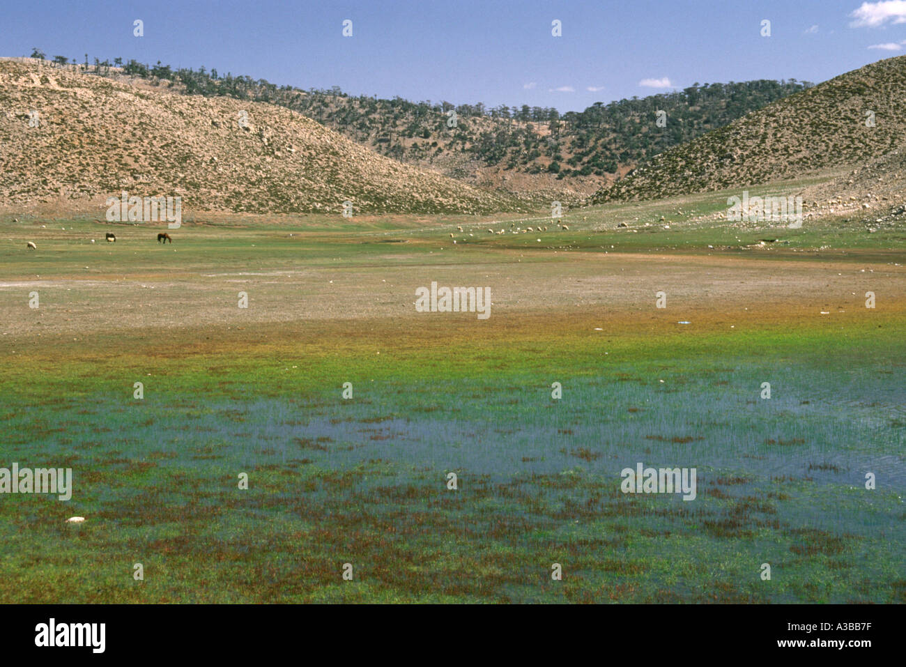 Moroccan middle atlas landscape spring Stock Photo - Alamy