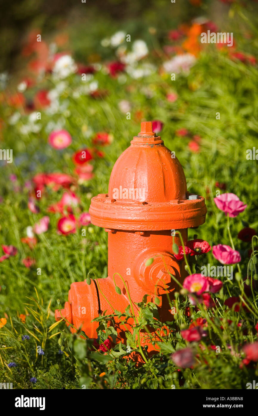Fire hydrant flowers Kodiak Island Southwest Alaska Stock Photo - Alamy