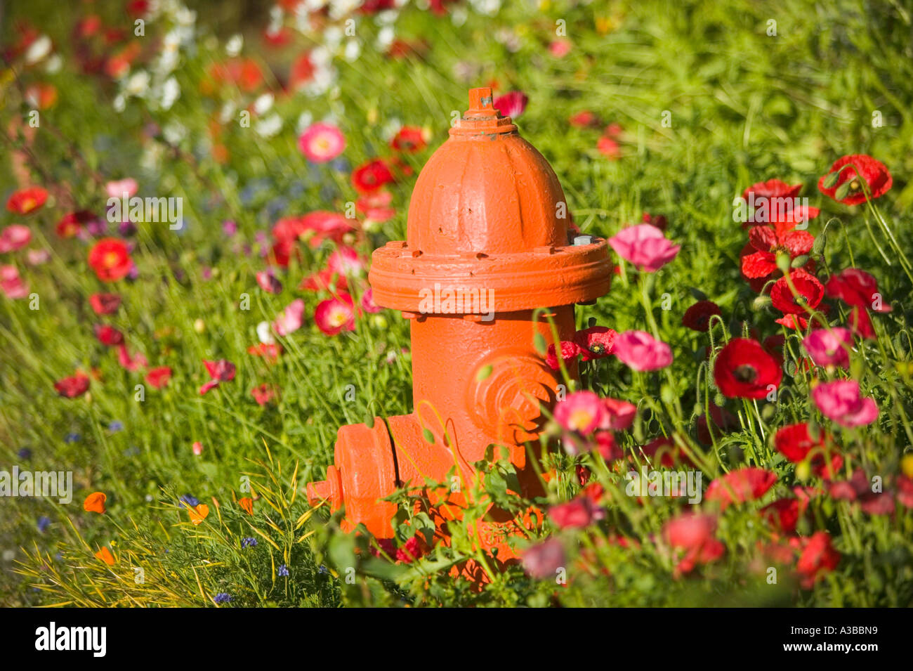 Fire hydrant flowers Kodiak Island Southwest Alaska Stock Photo - Alamy