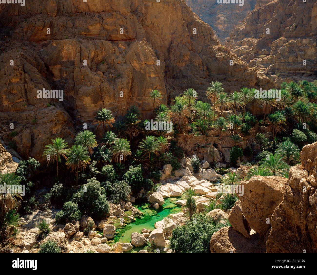 Date Palms in Wadi Shab Sultanate of Oman Stock Photo - Alamy