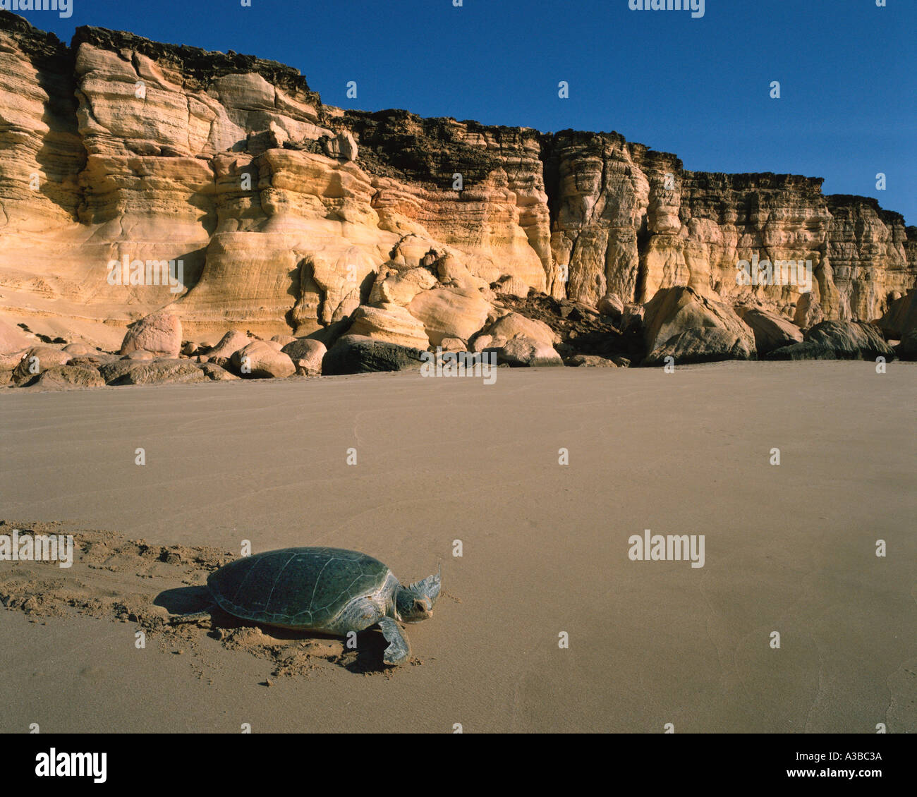 Green Sea Turtle Returning to the Sea Sultanate of Oman Stock Photo - Alamy
