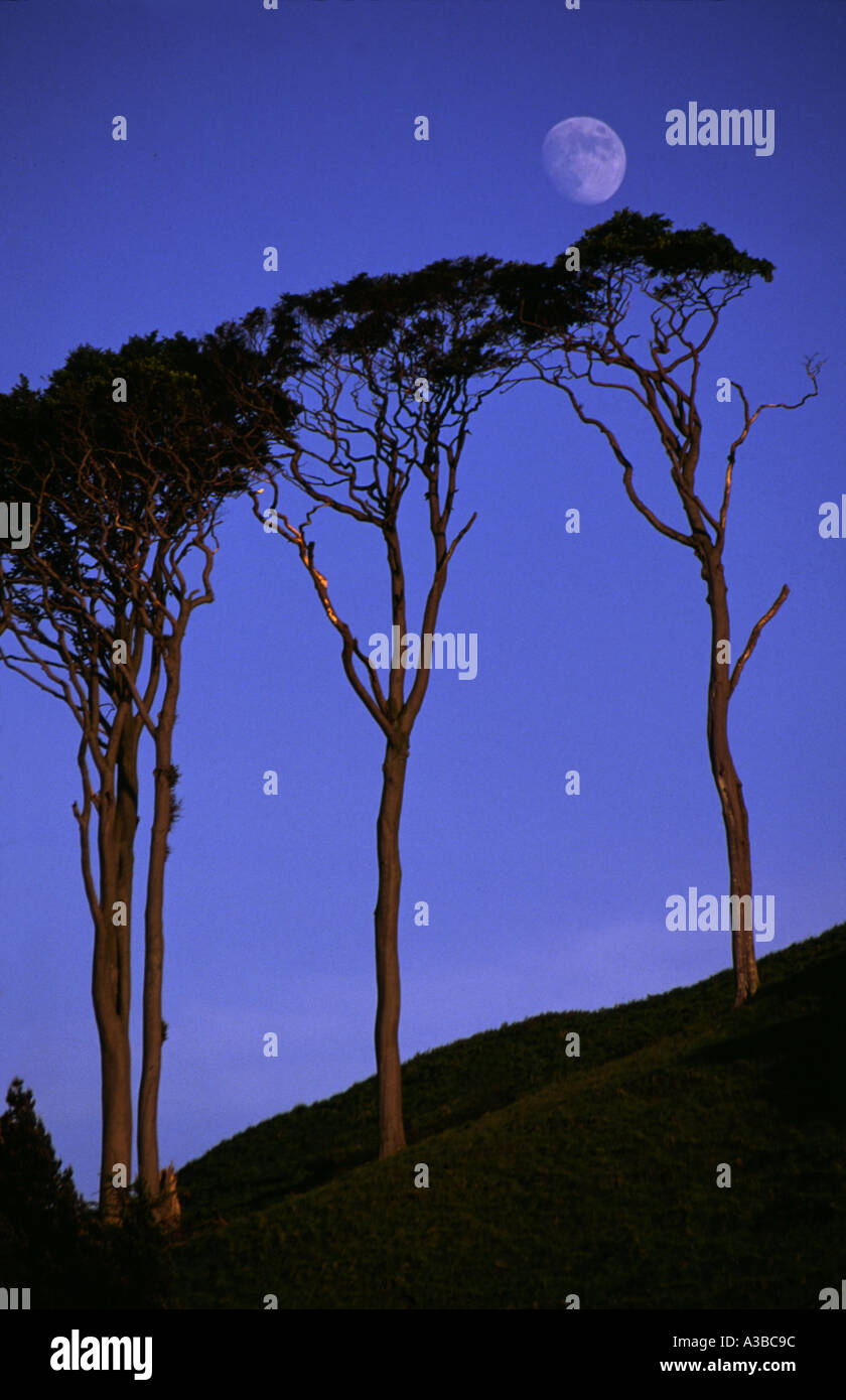 Scots Pine in moonlight, Lothian, Scotland, UK Stock Photo - Alamy