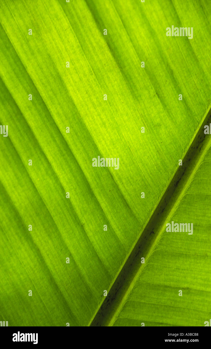 Parallel leaf veins hi-res stock photography and images - Alamy