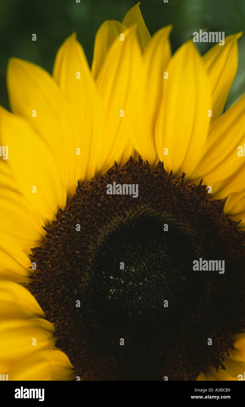 Sunflower (Helianthus annuus) flower detail Stock Photo - Alamy