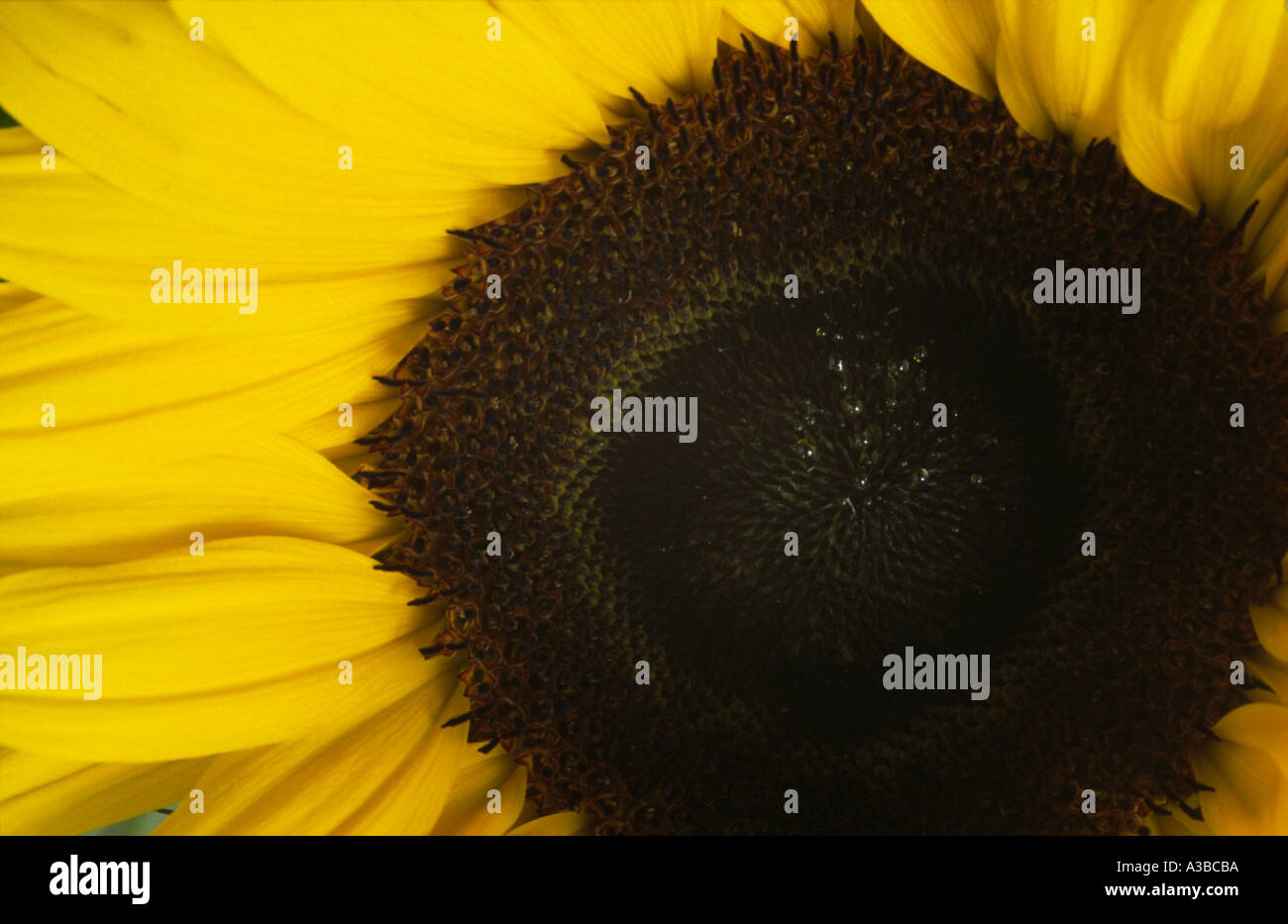 Sunflower( Helianthus annuus) flower detail Stock Photo - Alamy