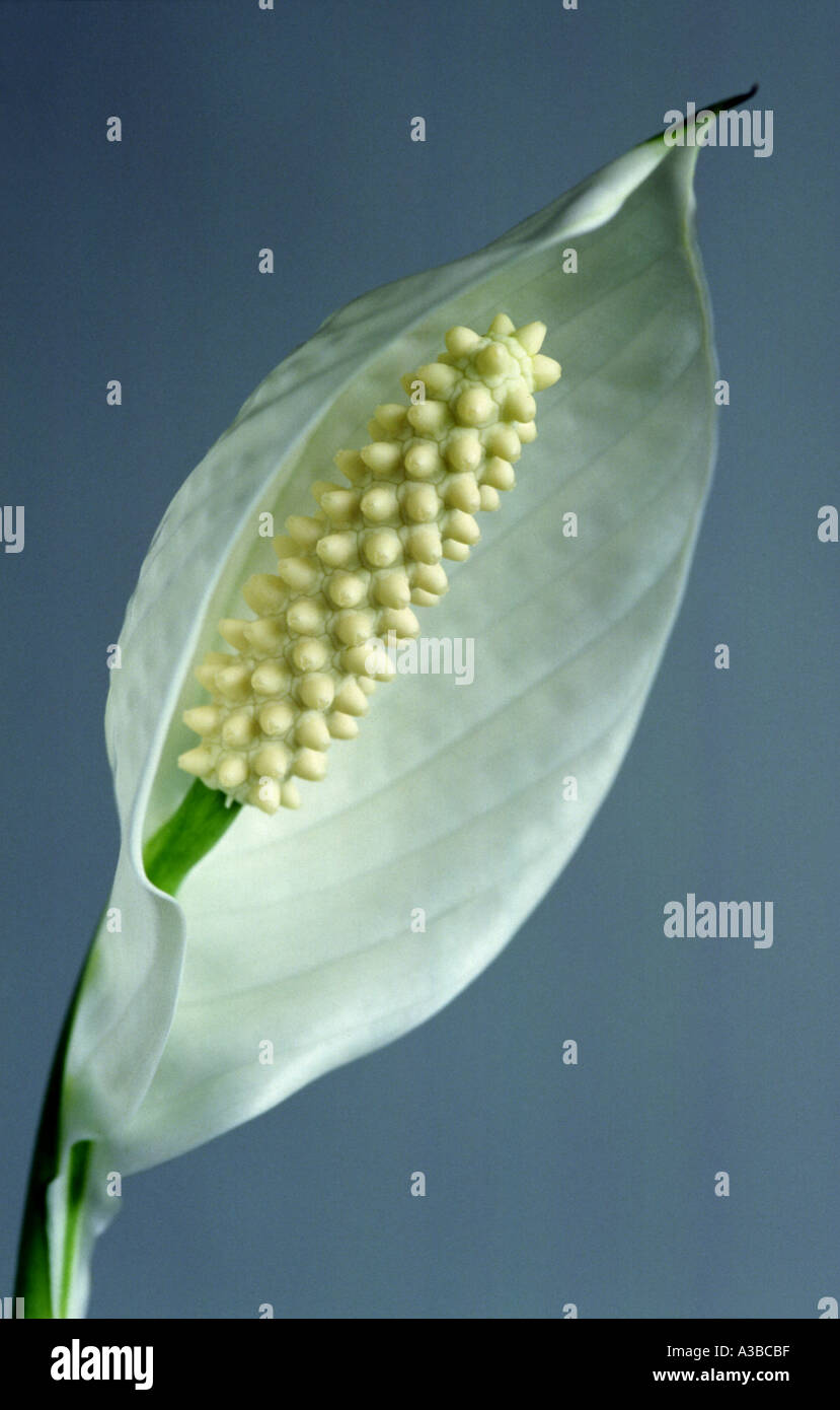 Peace Lily (Spathiphyllum) houseplant showing flower head Stock Photo ...