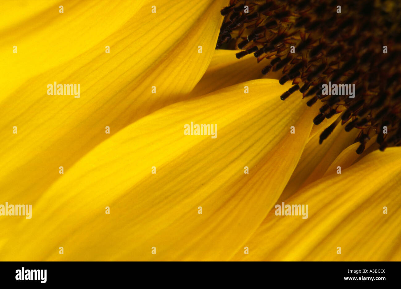 Sunflower (Helianthus annuus) flower detail Stock Photo - Alamy