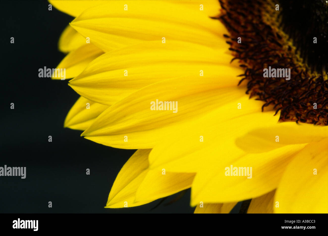 Sunflower (Helianthus annuus) flower detail Stock Photo - Alamy