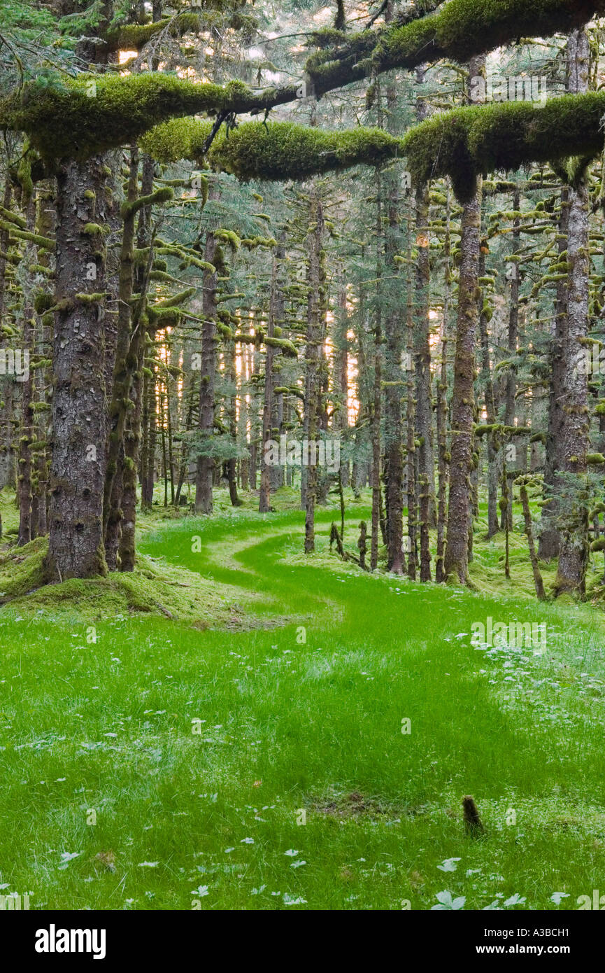 Forest covered in moss hi-res stock photography and images - Alamy