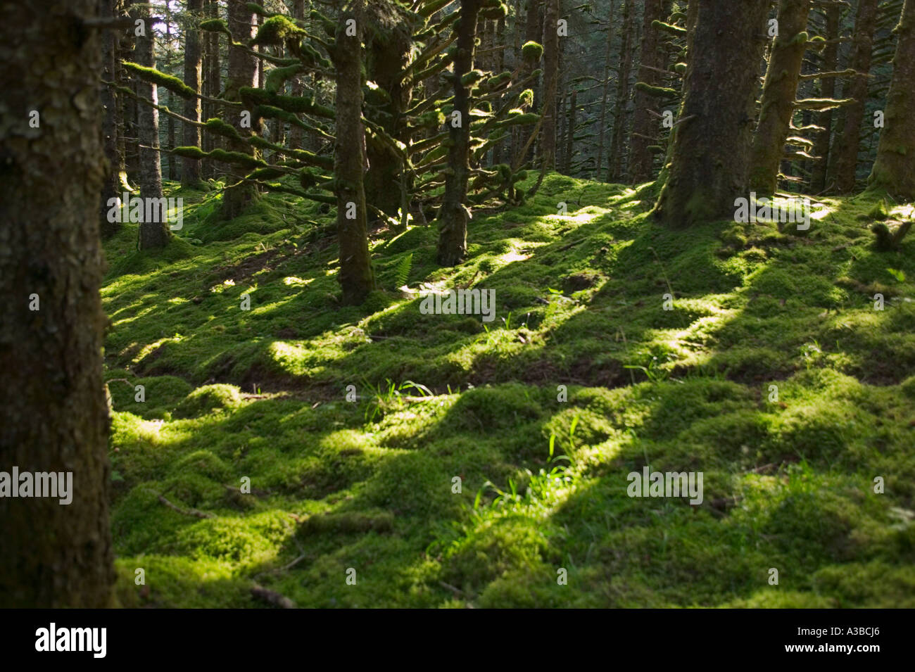 Spruce forest moss dappled by sunlight near coast Kodiak Island ...