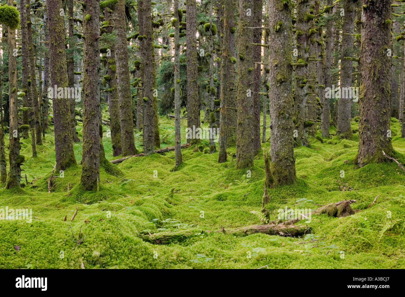 Spruce forest moss near coast Kodiak Island Southwest Alaska Stock ...