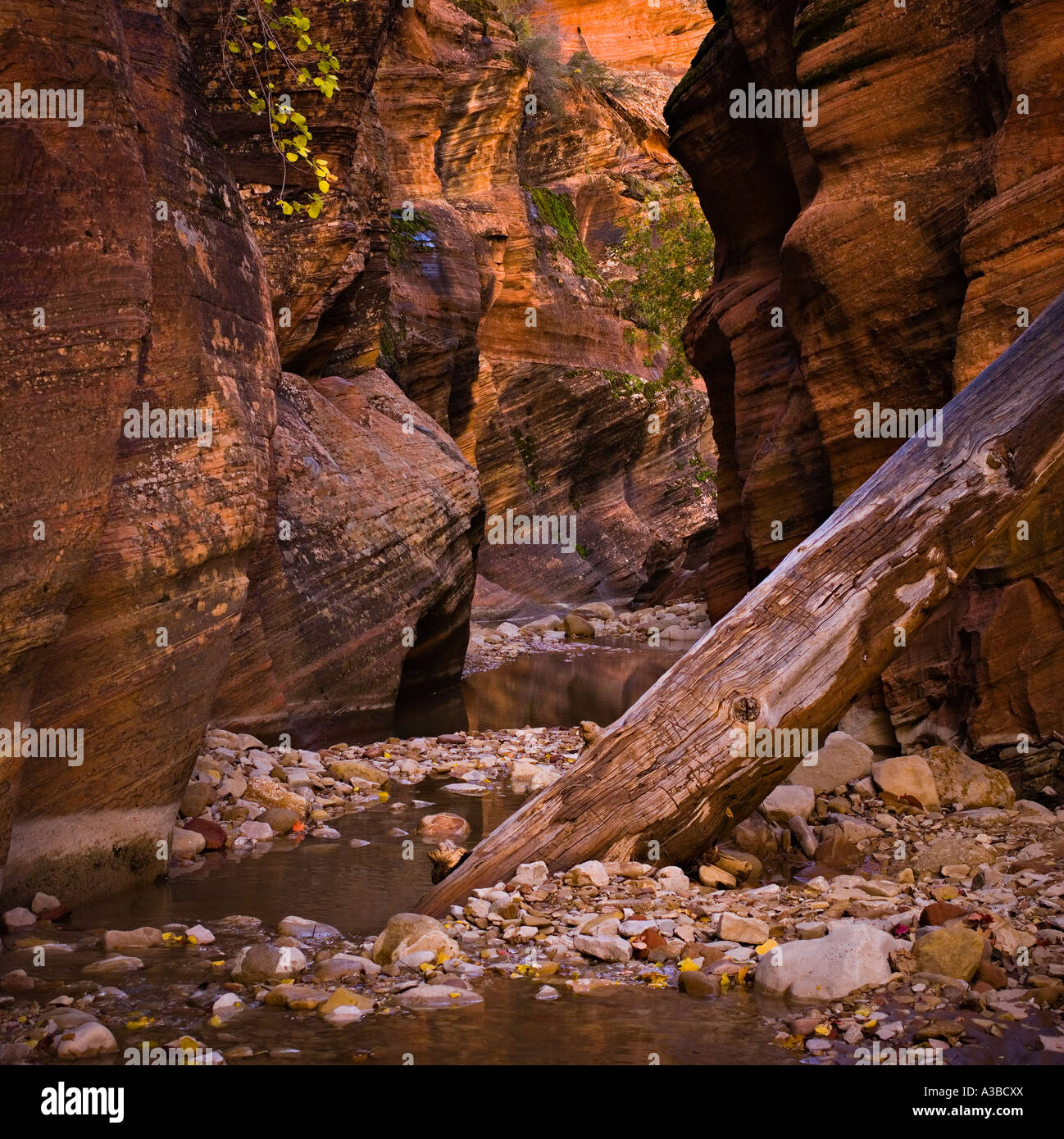 small stream running through slot canyon at Zion National Park, Utah ...