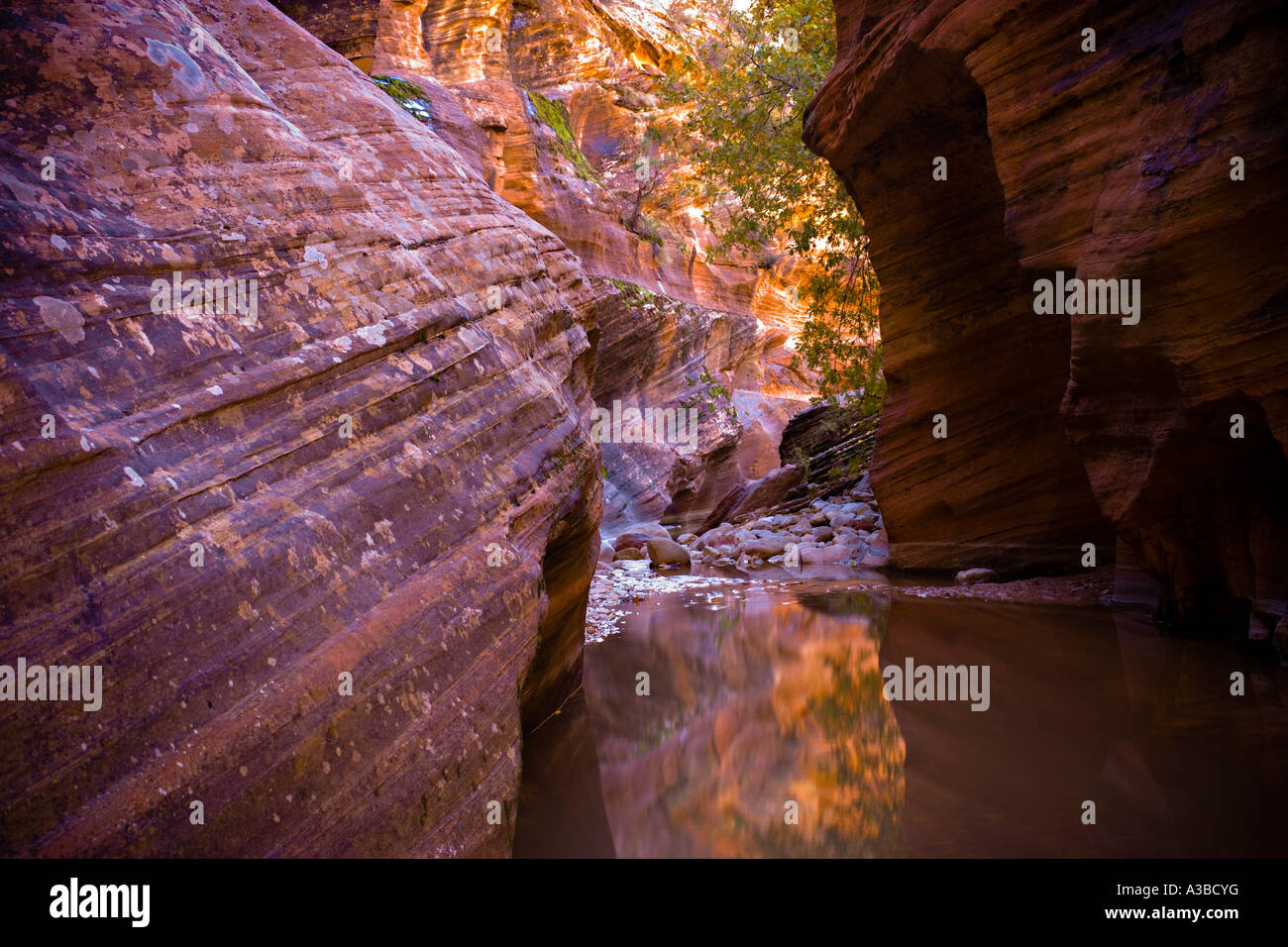 small stream running through slot canyon at Zion National Park, Utah ...