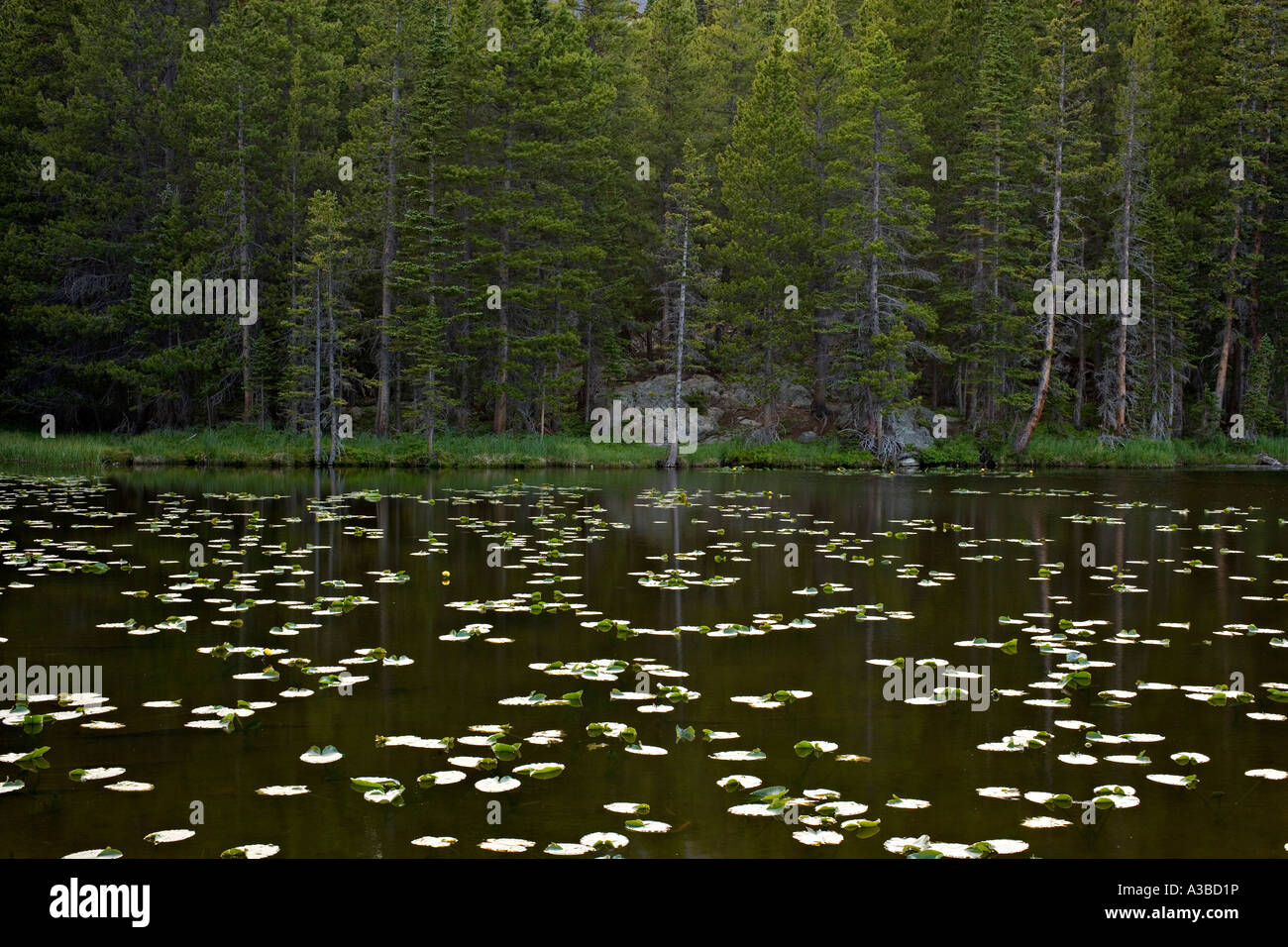 Nymph Lake Rocky Mountain National Park Colorado Stock Photo - Alamy