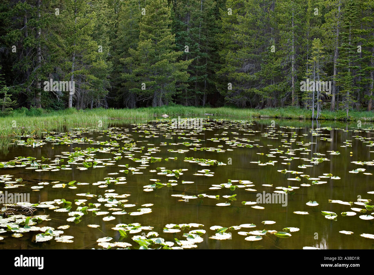 Nymph Lake Rocky Mountain National Park Colorado Stock Photo - Alamy