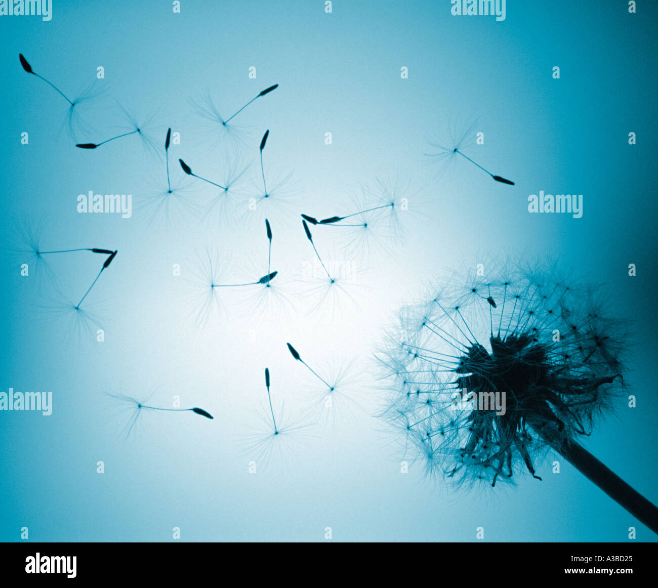 dandelion seeds dispersed on the wind Stock Photo - Alamy
