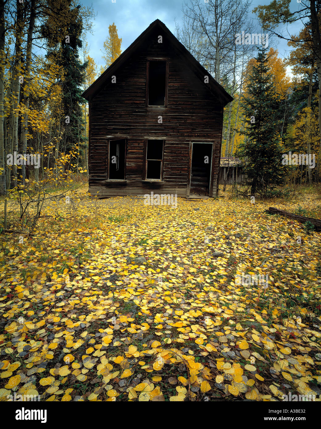 Aspen Leaves in Ironton Ironton Ghost Town Colorado Stock Photo - Alamy