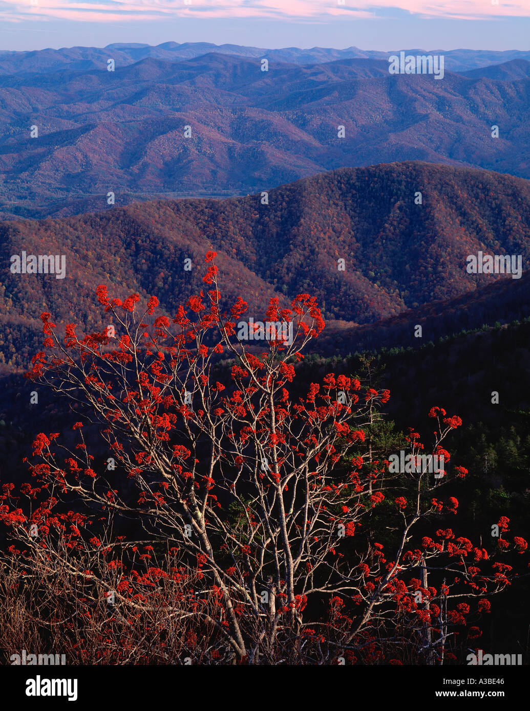 Red Berries on Mountain Ash Great Smoky Mountains National Park ...