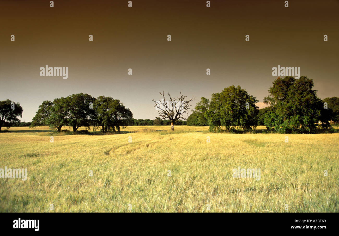 Dead tree in wheat field hi-res stock photography and images - Alamy