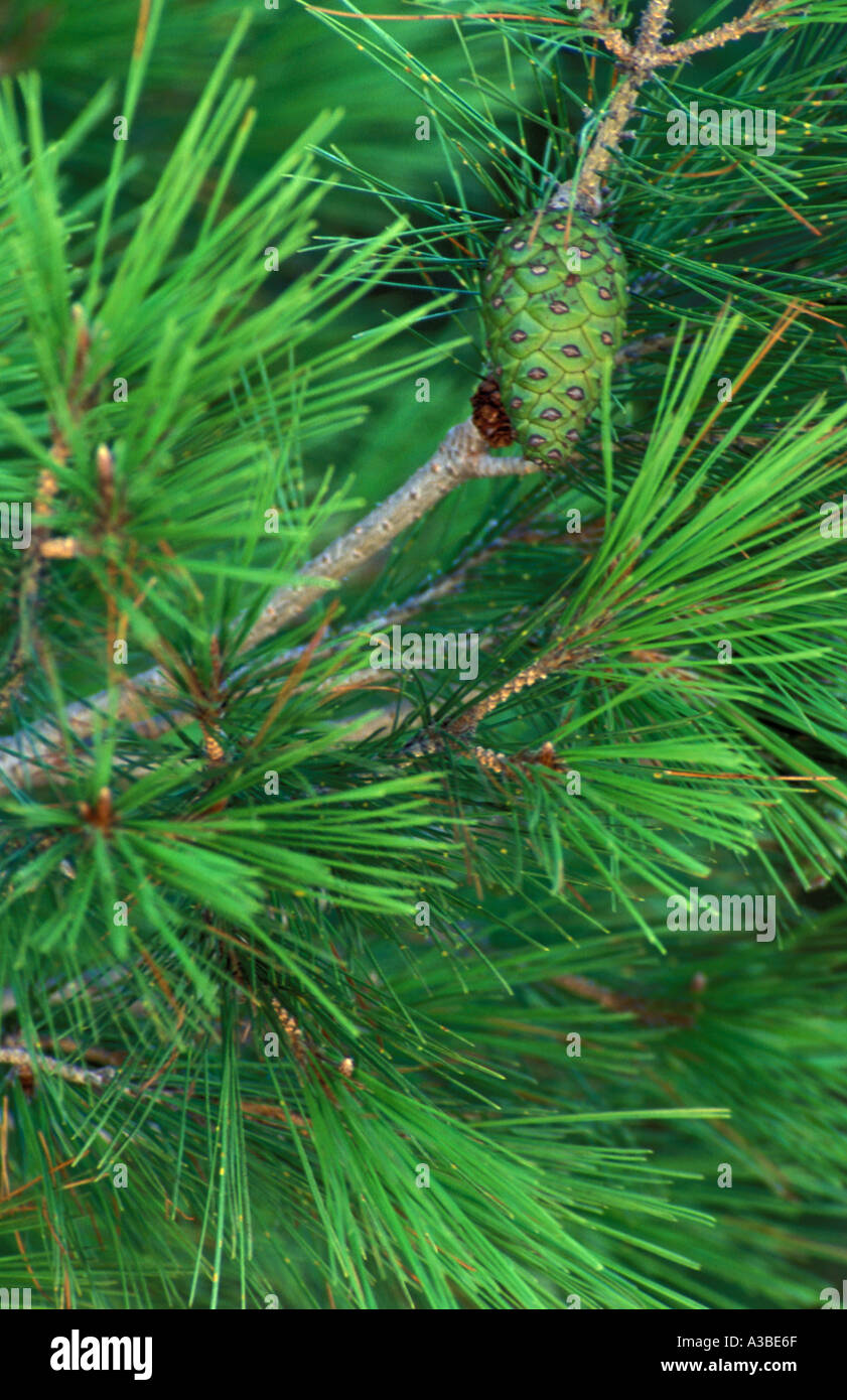 Pinus pinaster cone hi-res stock photography and images - Alamy