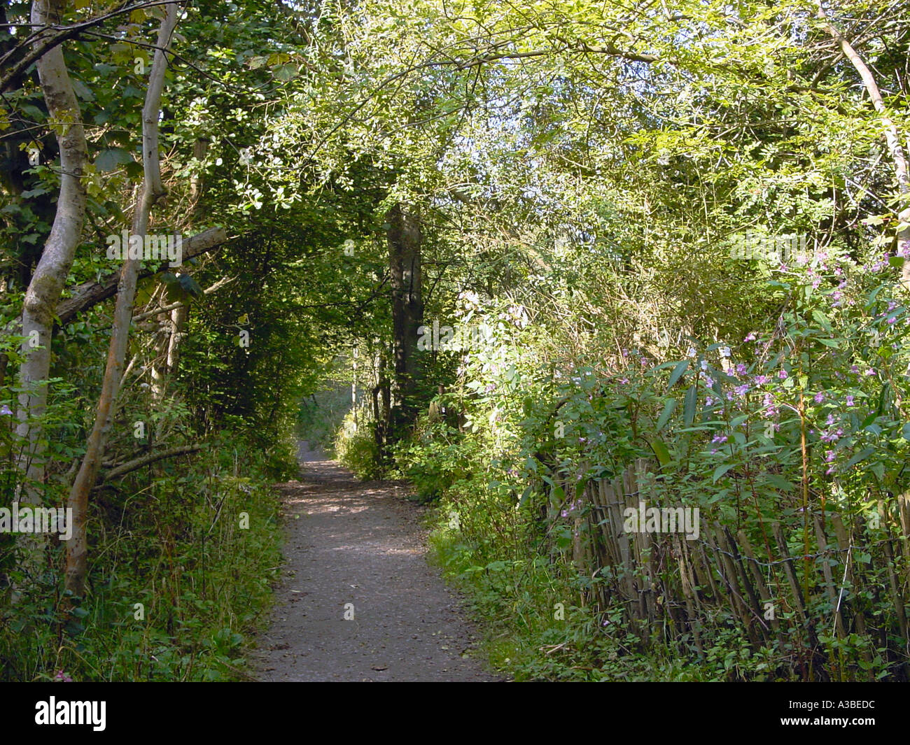 Woodland Footpath England Uk Stock Photo - Alamy