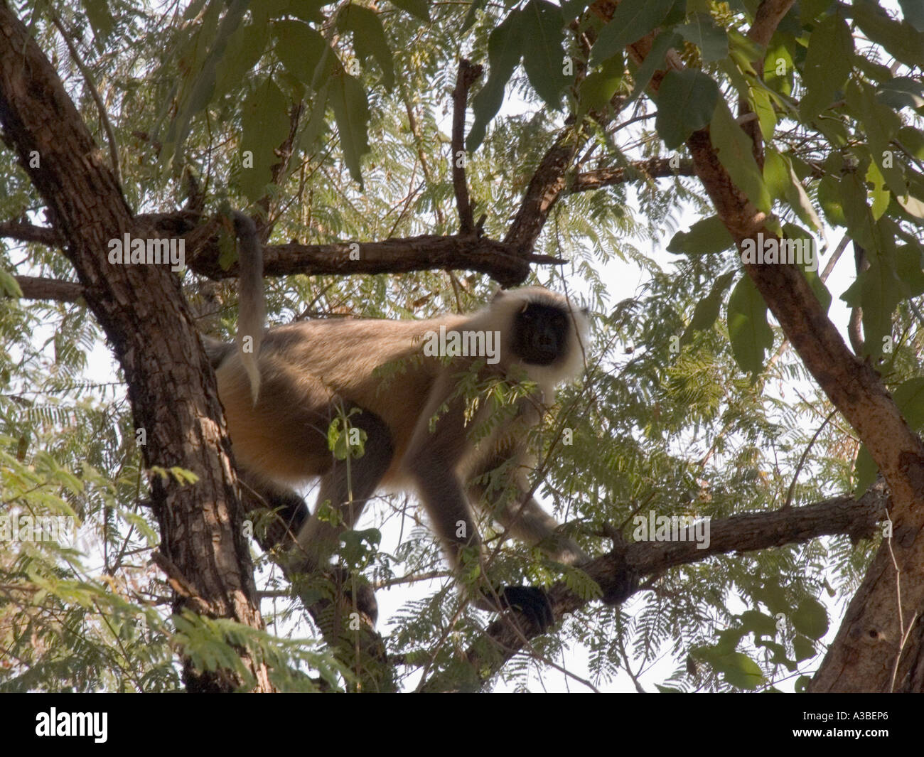 Black faced monkey grey langur hi-res stock photography and images - Alamy