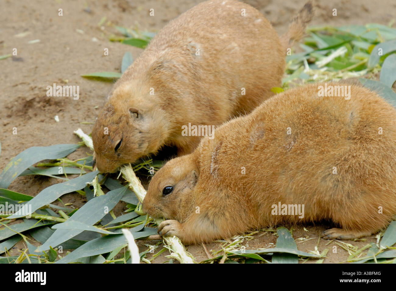 Two prairie dogs chew through a branch and leaves Stock Photo - Alamy