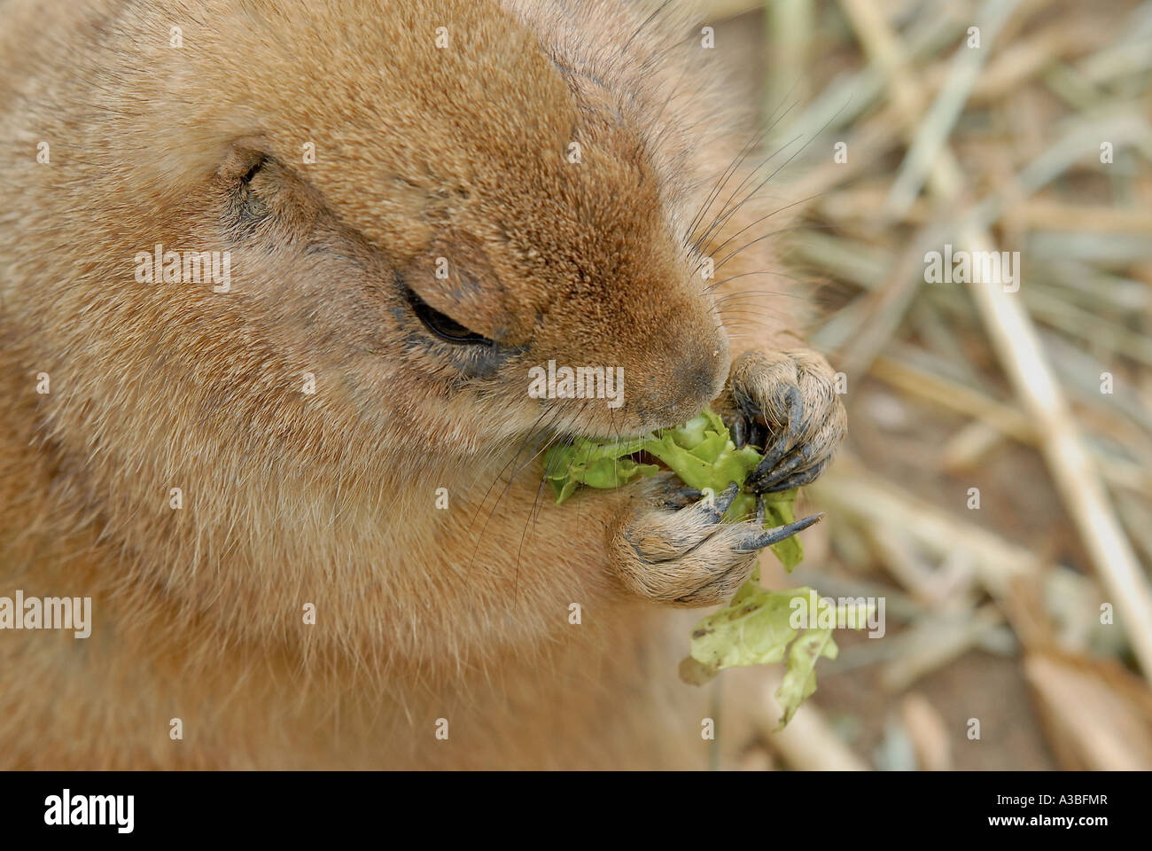 A prairie dog continues to eat Stock Photo - Alamy