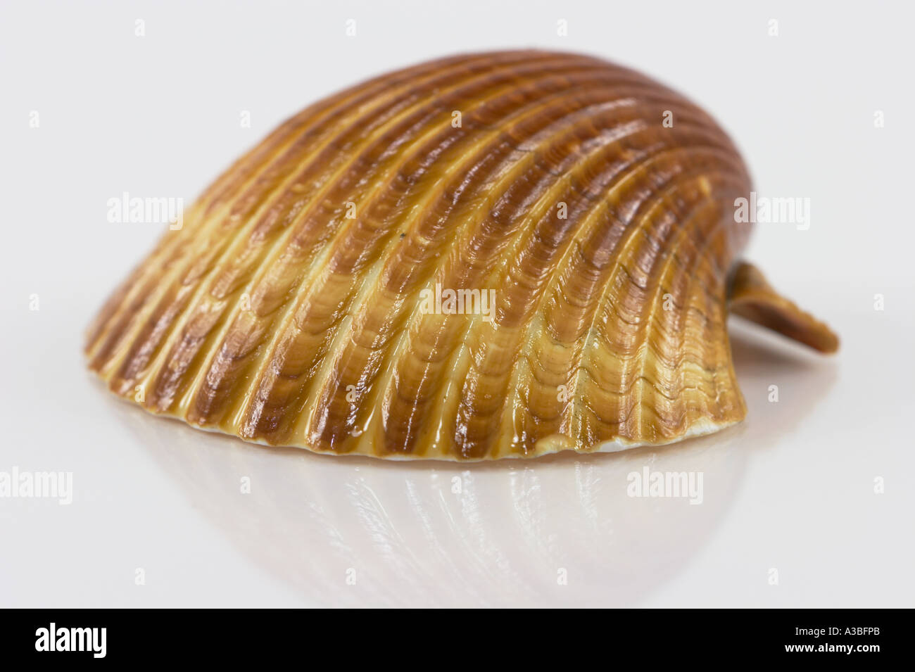 A scallop sea shell up close on white Stock Photo - Alamy