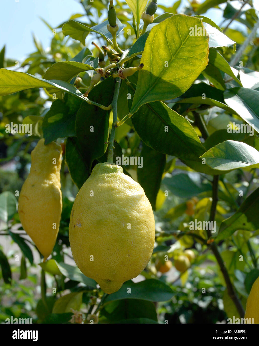 A lemon tree in the sun Stock Photo - Alamy