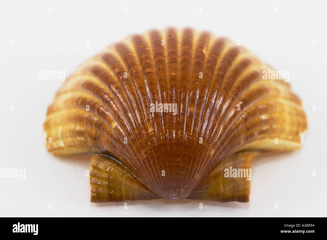 A scallop sea shell up close on white Stock Photo - Alamy