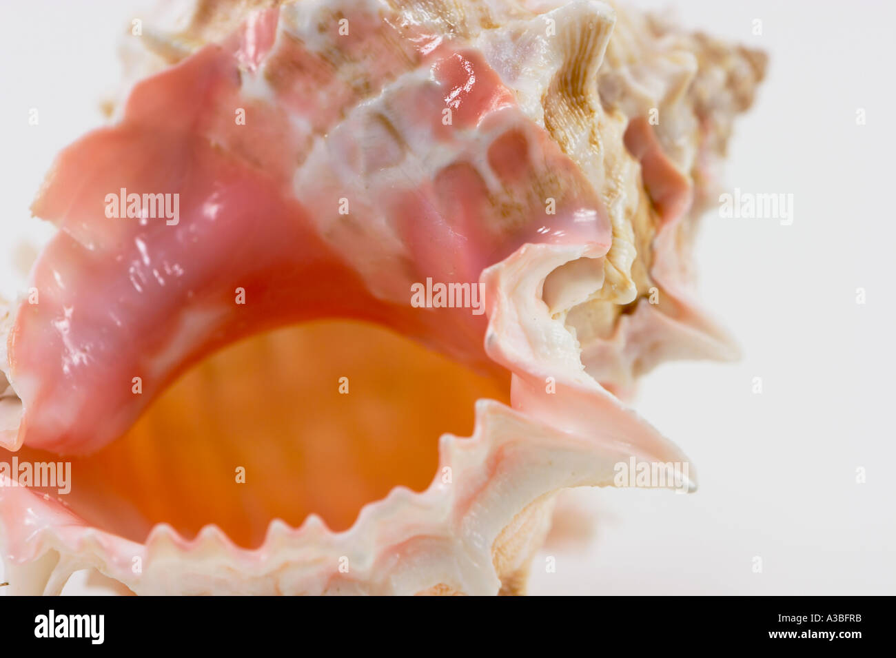 Violet sea apple hi-res stock photography and images - Alamy