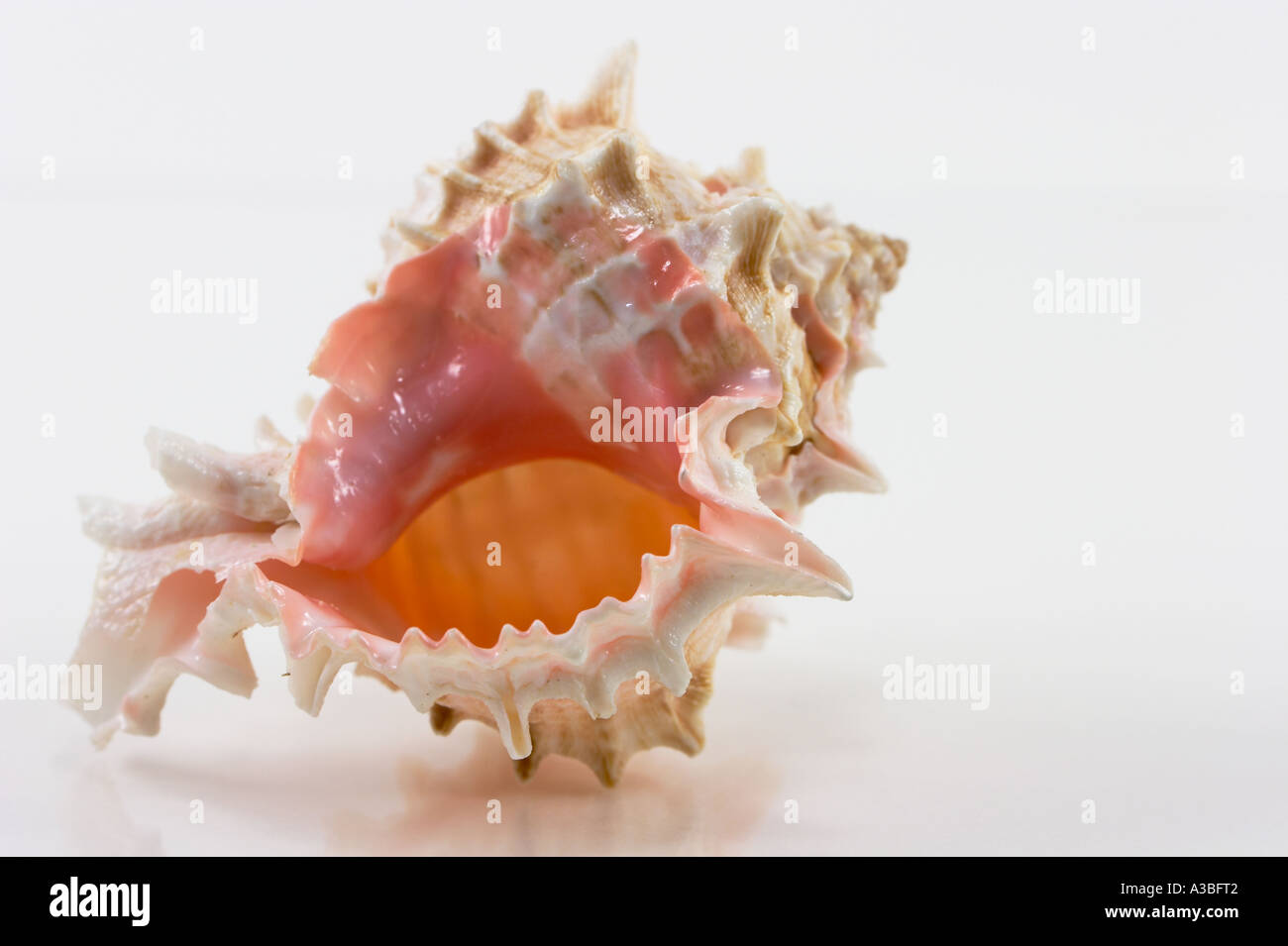 Apple murex hi-res stock photography and images - Alamy