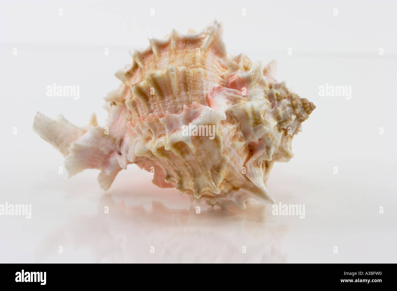 An apple murex sea shell with white and pink coloring up close on white ...