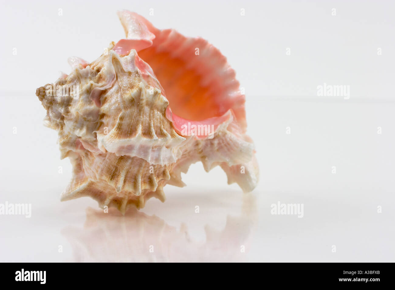 Violet sea apple hi-res stock photography and images - Alamy