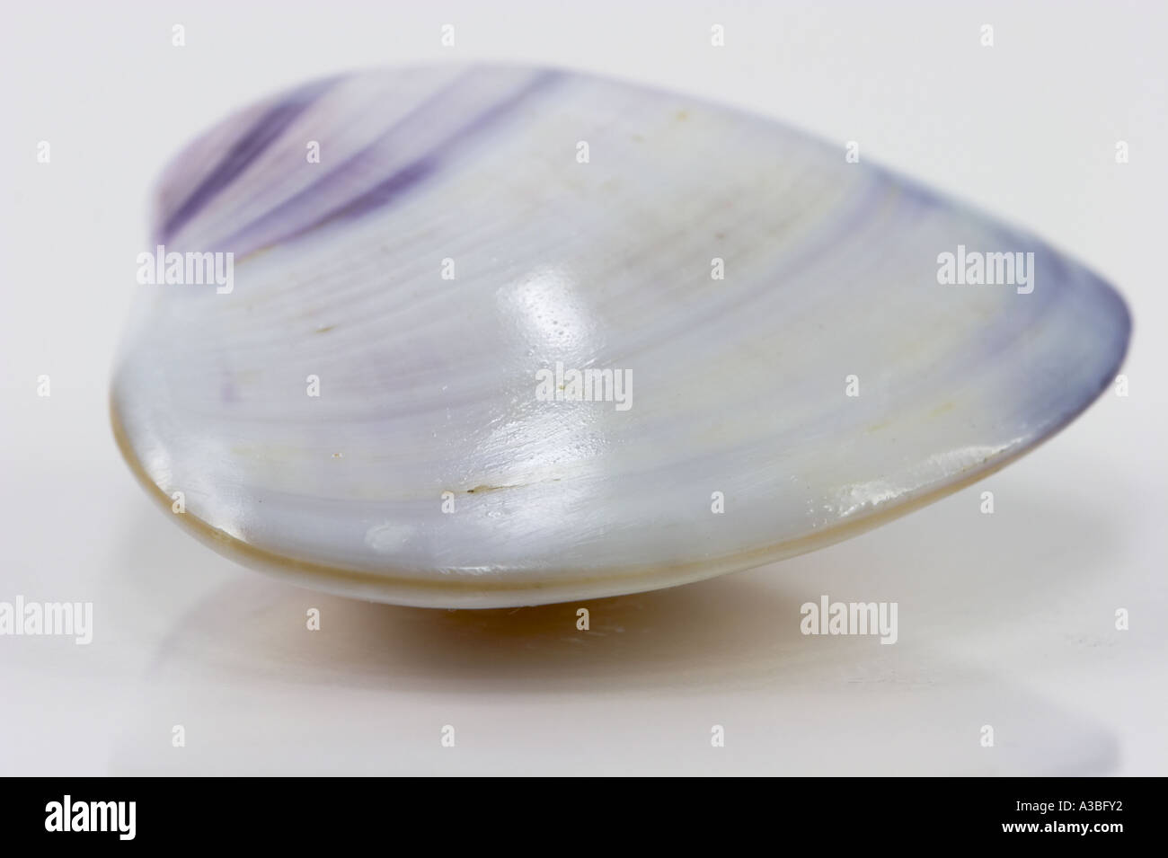 A blue, violet, and white tellinidae sea shell up close on a white ...