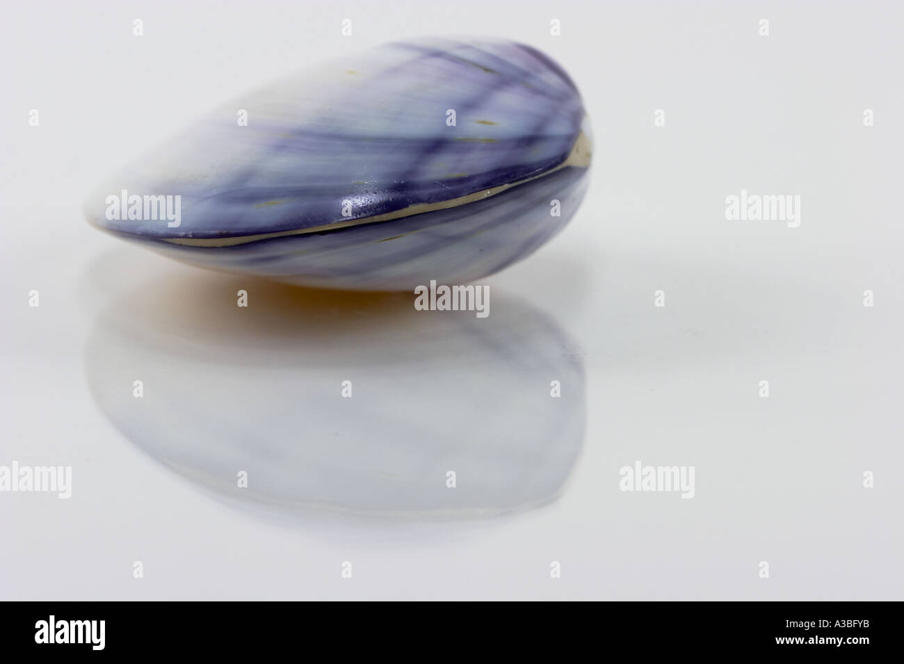 A blue and white tellinidae sea shell Stock Photo - Alamy