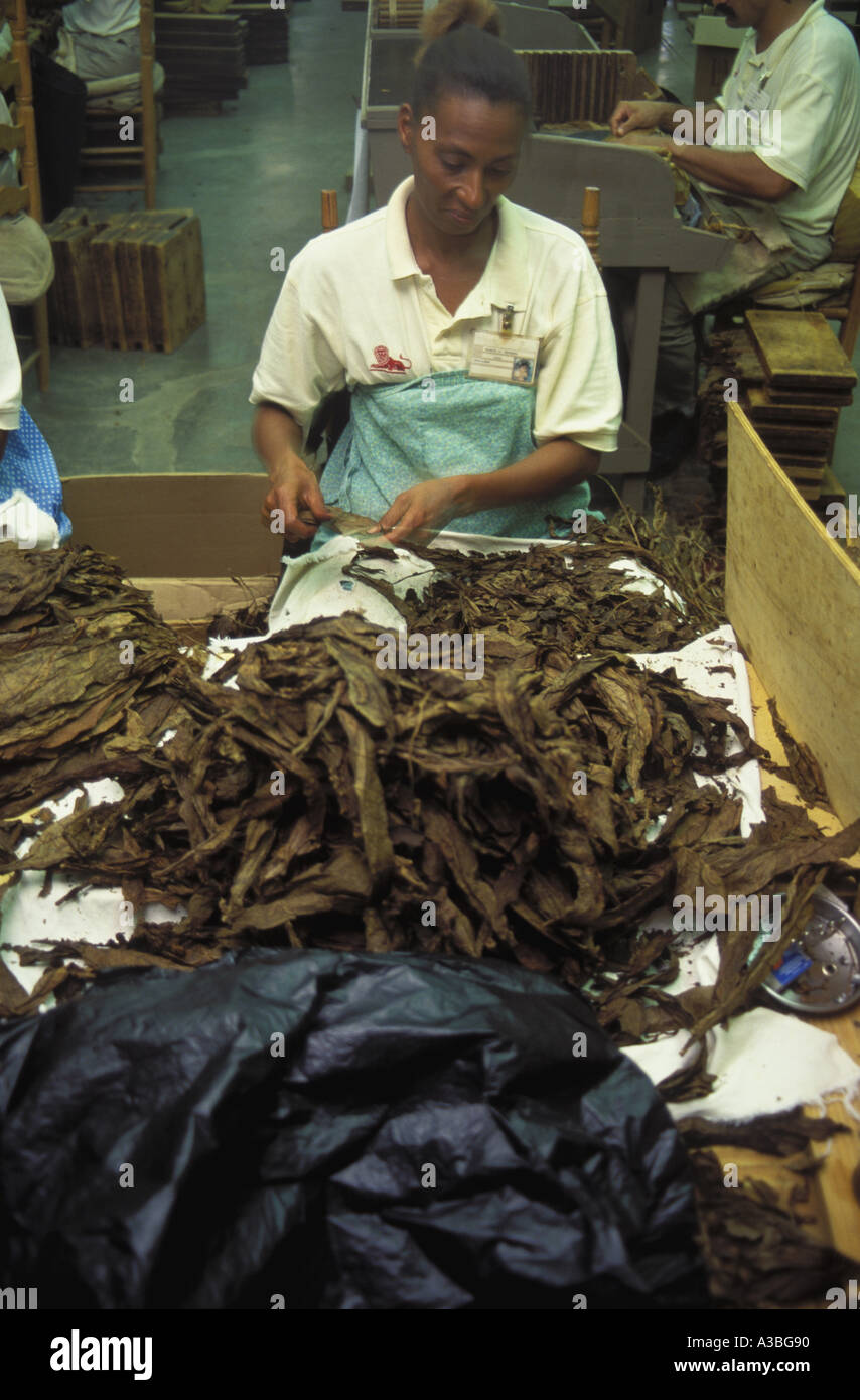 Cigar manufactures hi-res stock photography and images - Alamy