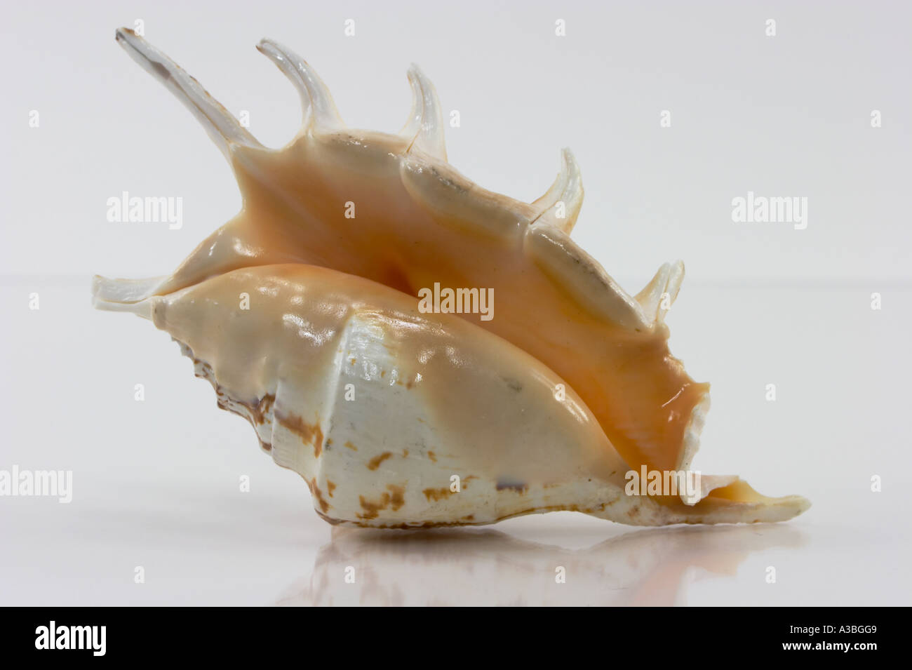 A spiny sea shell up close on white Stock Photo - Alamy