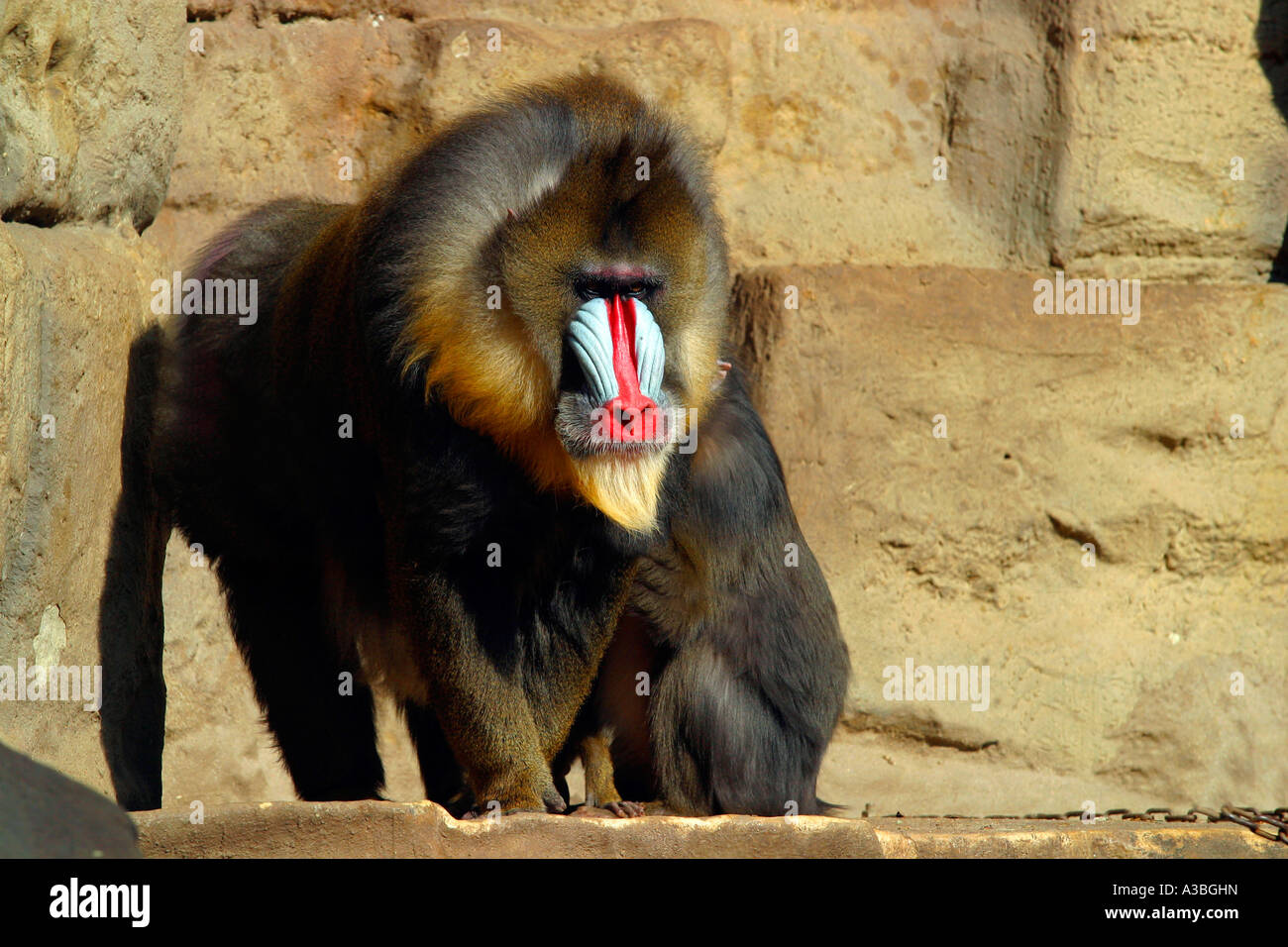 monkey in a zoo Stock Photo - Alamy