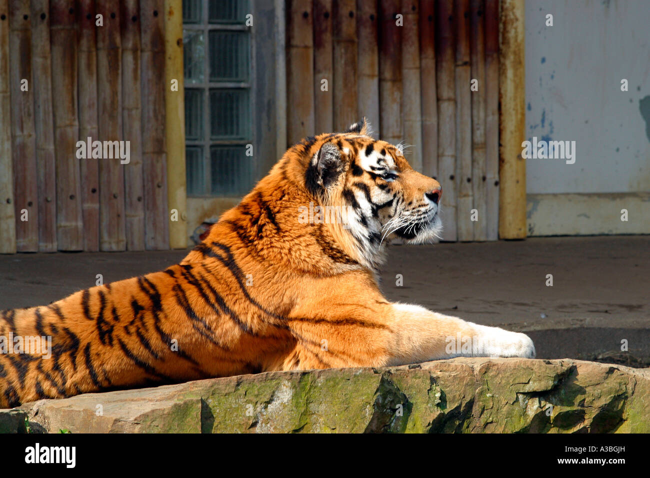 tiger in a zoo Stock Photo - Alamy
